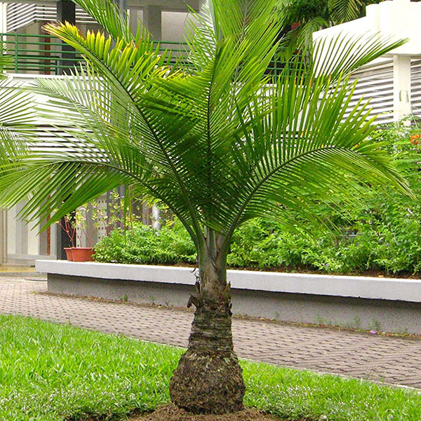 Della By Jimmy Mistry